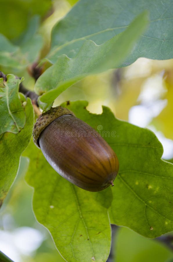 Acorn on a Branch of Oak Close Up Stock Image - Image of october, round ...