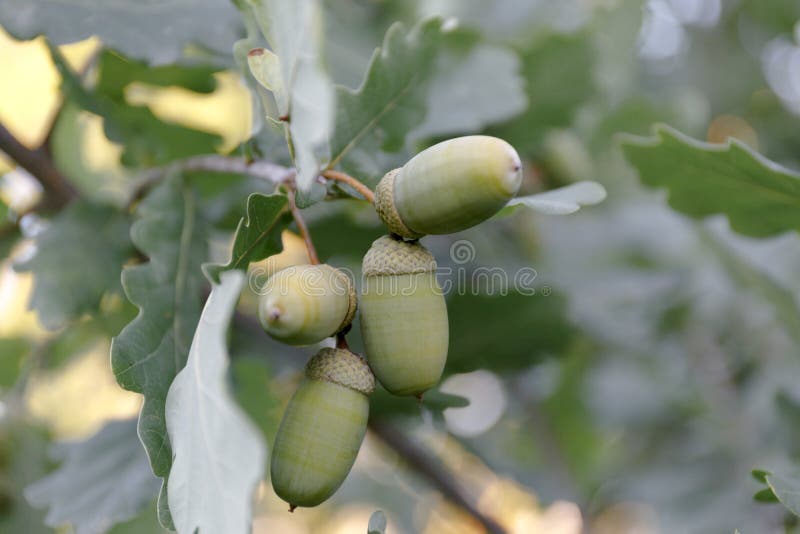 Young Acorns and Green Oak Leaf Isolated on White Background Stock ...