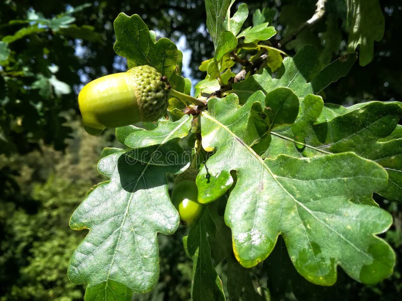 Acorn branch stock photo. Image of twig, close, objects - 10960548