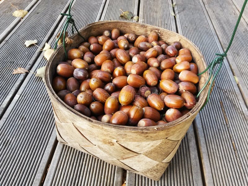 Acorn stock image. Image of tree, acorn, season, fall - 49798969