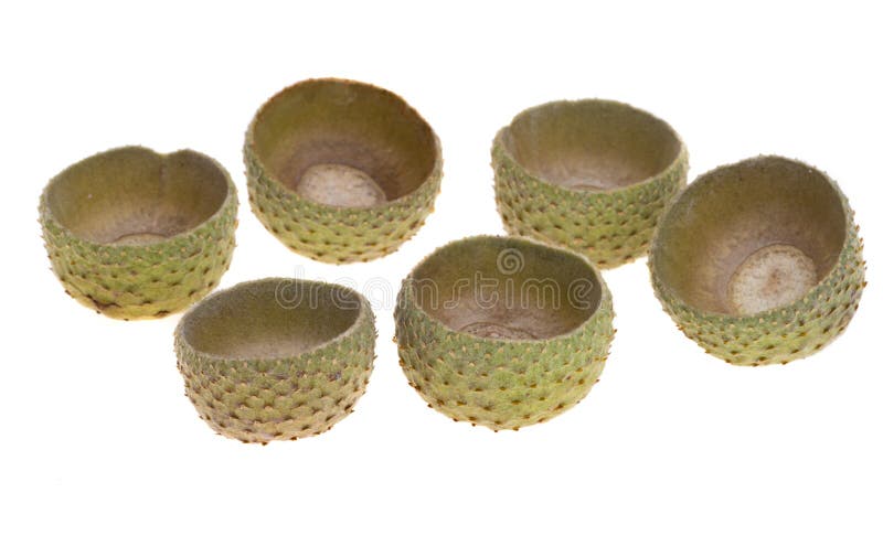 Acorn caps isolated stock image. Image of brown, botany - 255507841