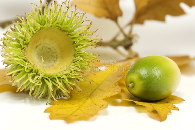 Watermetime Capule Stock Photos - Free & Royalty-Free Stock Photos from ...