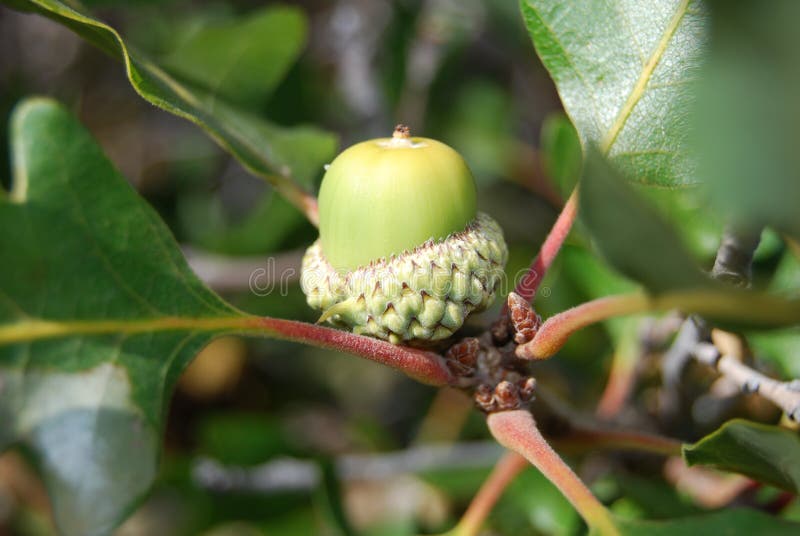 Acorn stock photo. Image of nature, green, details, tree - 76975774