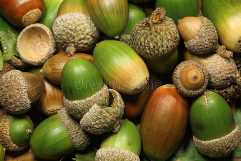 Acorn stock photo. Image of natural, element, acorn, green - 61956108