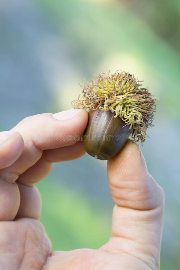 Acorn stock photo. Image of botany, background, outdoors - 45122574