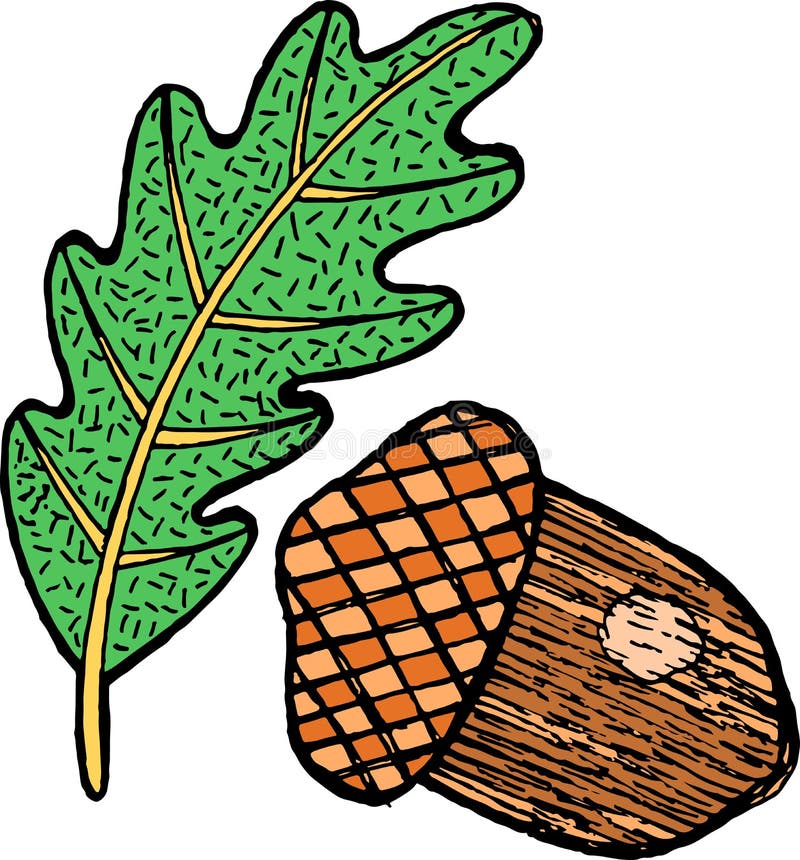 Acorn - Colorful Graphic Artwork. Isolated Hand Drawn Graphic Element ...