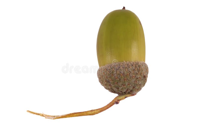 Acorn in Cup stock image. Image of details, acorn, botany - 16189907