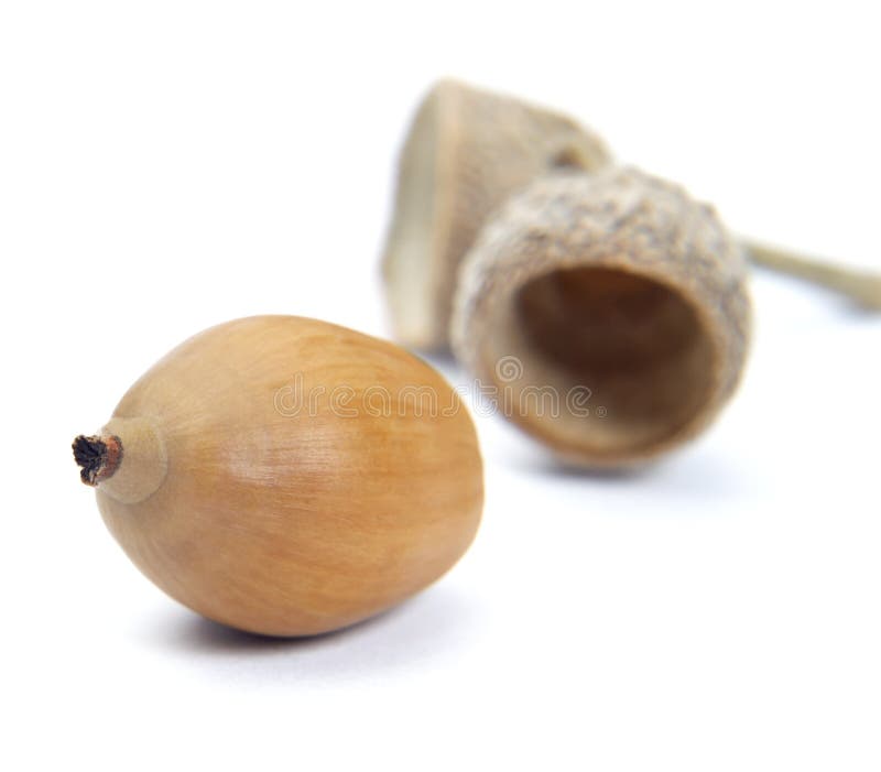 Acorn and Cup Macro stock photo. Image of seed, autumn - 17167148