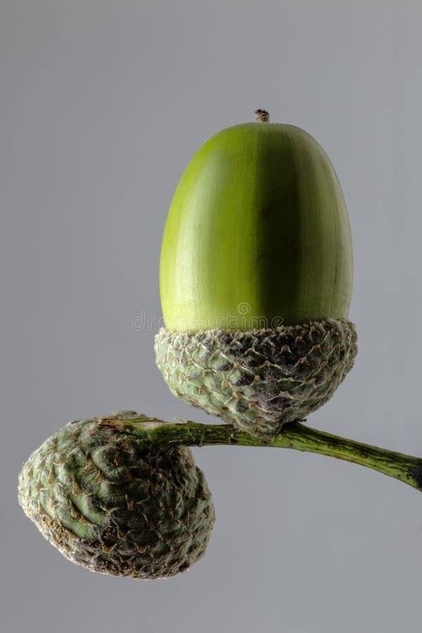 Acorn and cup stock photo. Image of autumn, background - 62844904