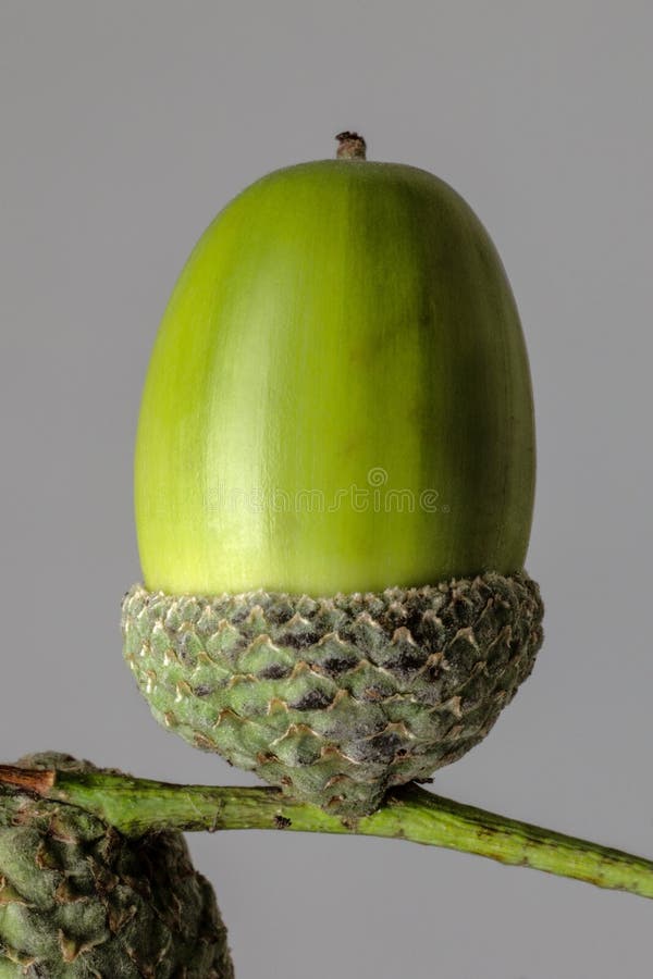 Acorn and cup stock image. Image of texture, object, nature - 62878235