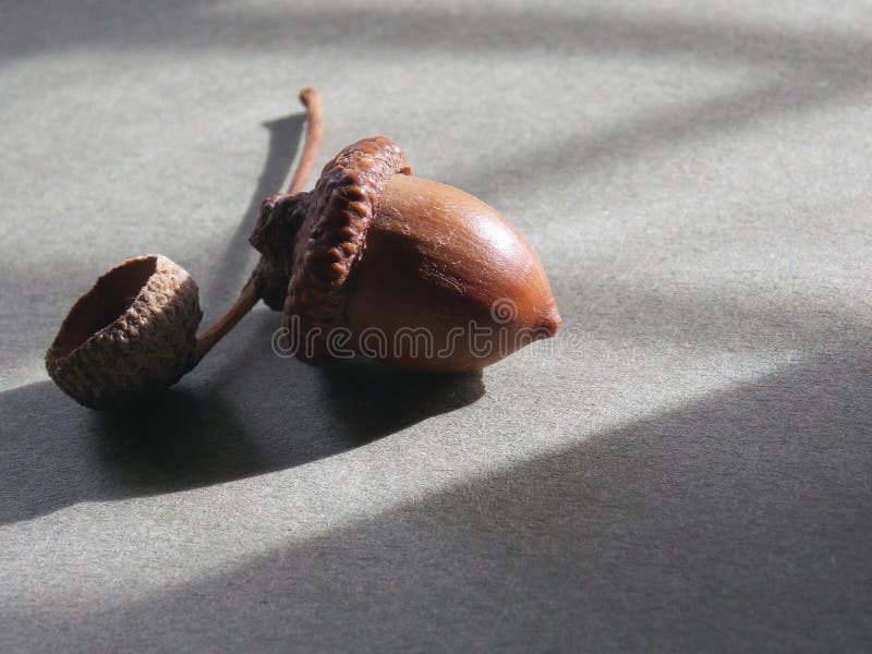 Acorn and Acorn Cup in Soft Sunlight on a Textured Surface Stock Photo ...