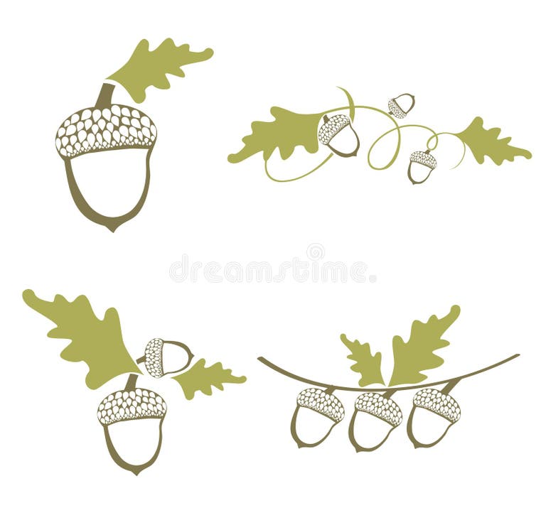 Acorn Design Set stock vector. Illustration of plant - 37269574