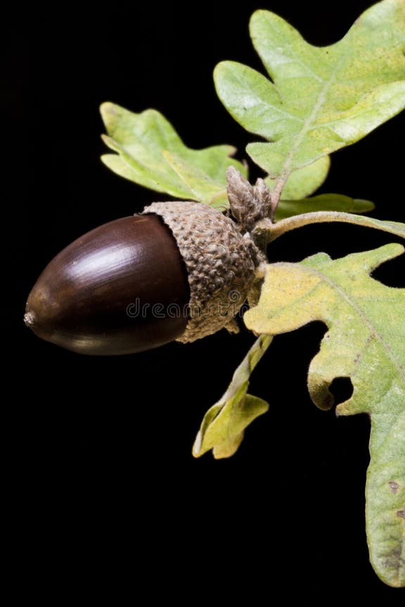 Acorn stock photo. Image of studio, vertical, background - 37486466