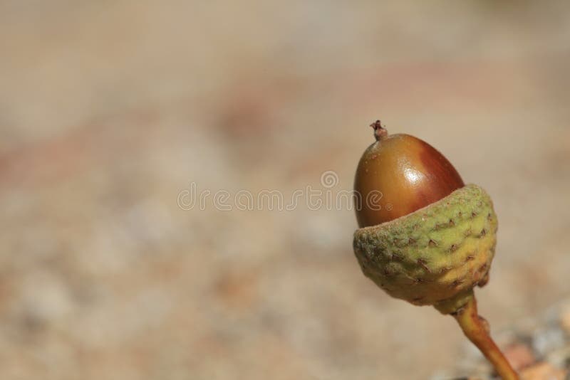 Acorn stock image. Image of nature, background, vegetation - 32274679