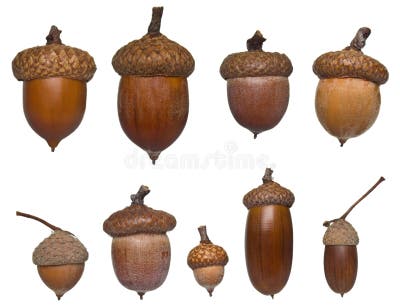 Acorn Different Type and Sizes Stock Photo - Image of type, closeup ...