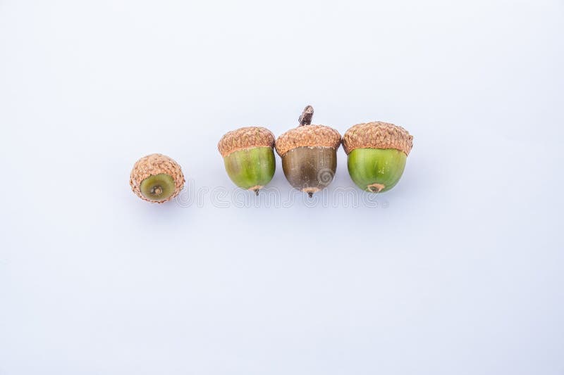Acorn Diversity stock image. Image of diversity, diffrent - 289503445