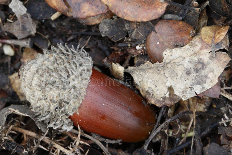 Acorn fallen from the tree stock image. Image of nature - 258432149