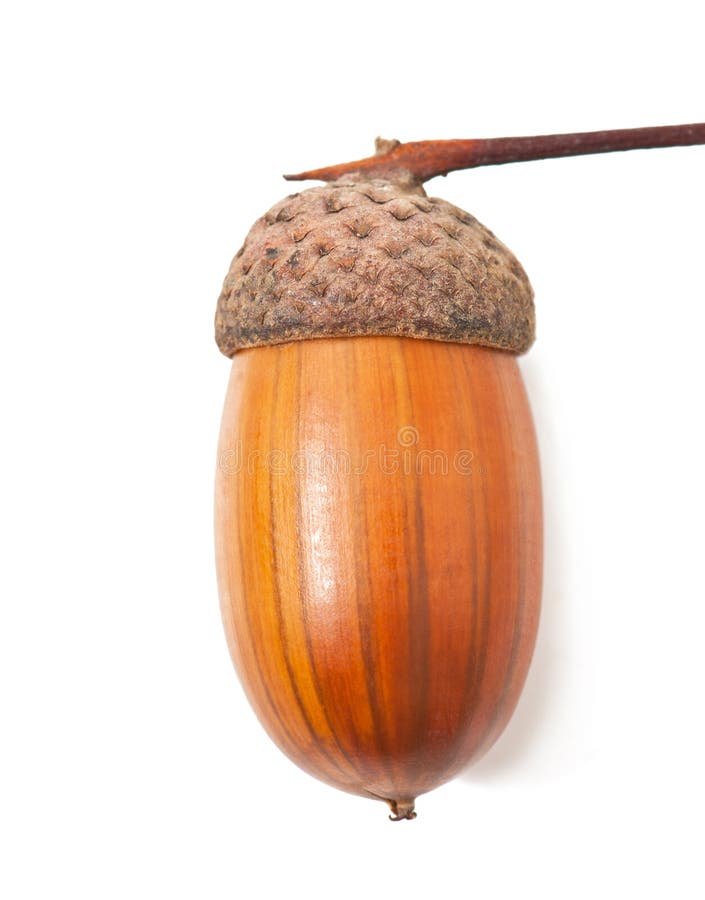 Aboriginal Boab Nut, Traditional Australian Art. Stock Photo - Image of ...