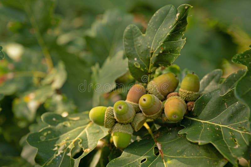 Acorns on a Oak Tree in Fall Stock Image - Image of outdoor, greeting ...