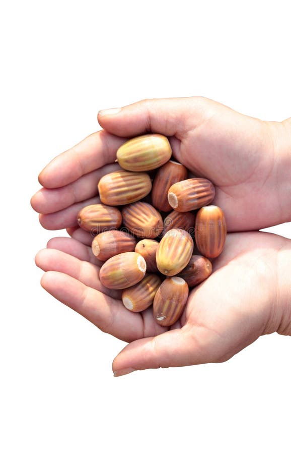 Acorn stock image. Image of environmentalist, closeup - 188911569