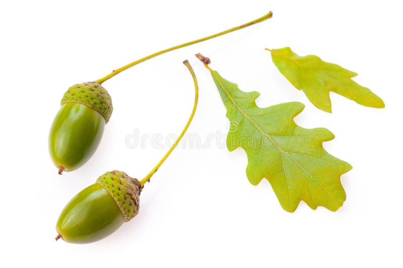 Acorn with Green Leaves Isolated on White Background Stock Image ...