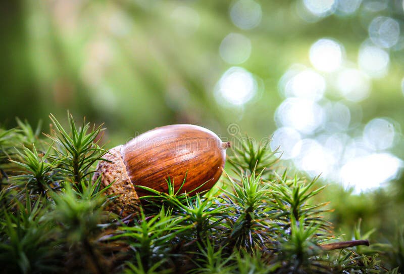 Acorn in forest moss stock image. Image of good, brown - 127883609