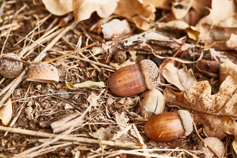 Acorn on Ground that Has Started To Burst Open Stock Photo - Image of ...