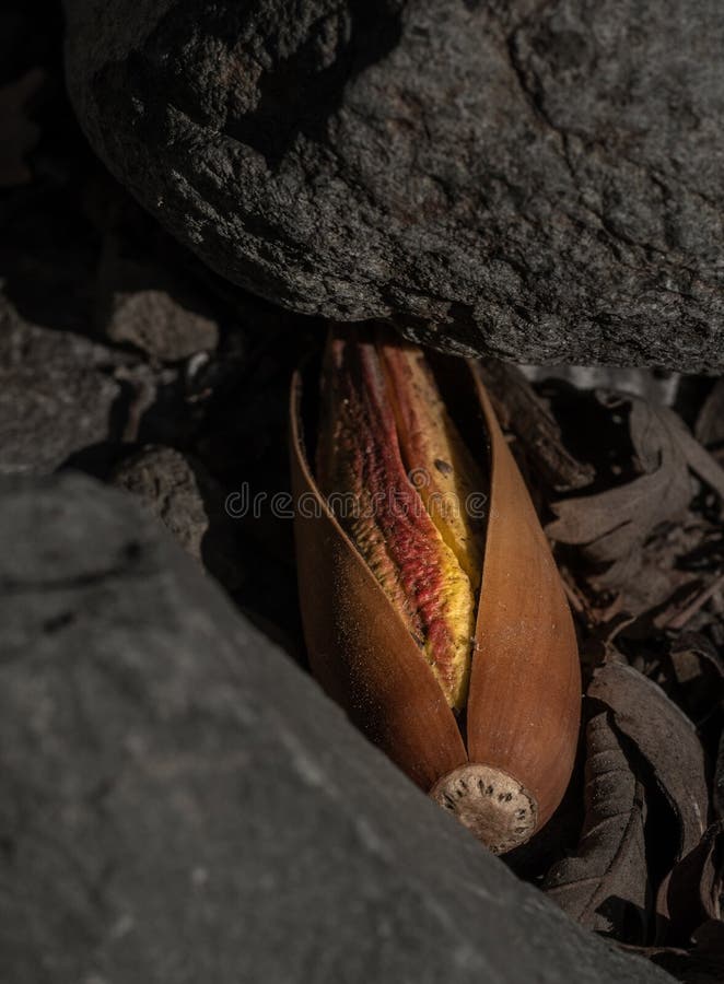 Acorn on Ground that Has Started To Burst Open Stock Photo - Image of ...