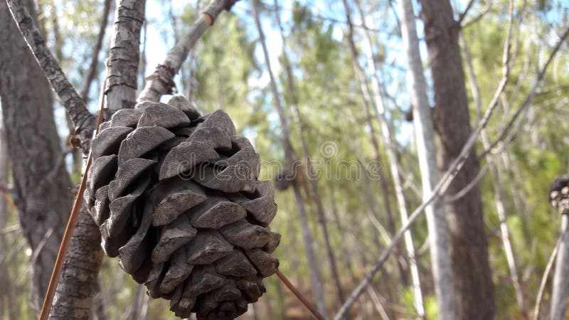 Acorn HD Forrest shot stock photo. Image of soil, leaf - 208936638