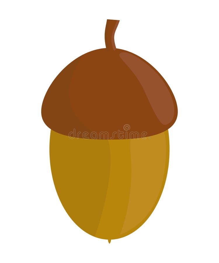 Acorn Icon. Cartoon Vector Illustration Isolated on White Stock Vector - Illustration of drawing ...