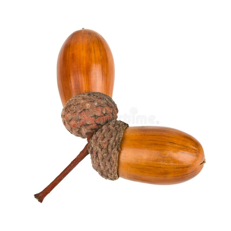 Acorn isolated stock image. Image of nature, white, acorn - 27493905