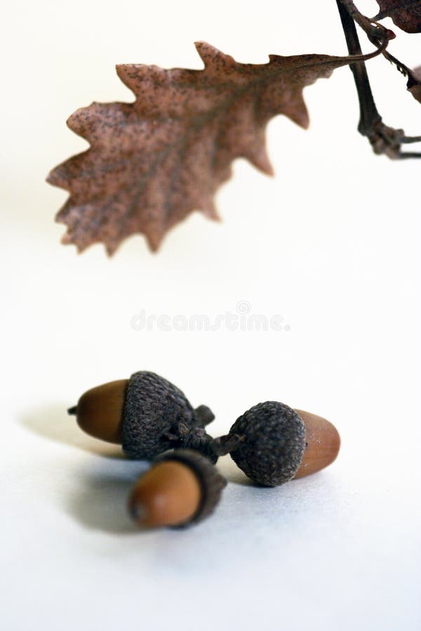 Acorn Isolated Picture. Image: 4340557