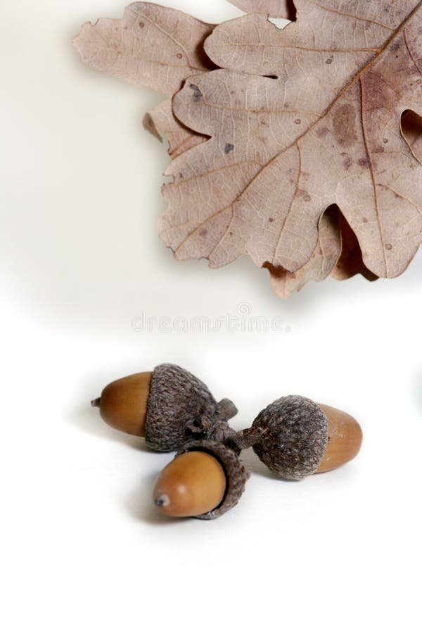 Acorn Isolated Picture. Image: 4340569