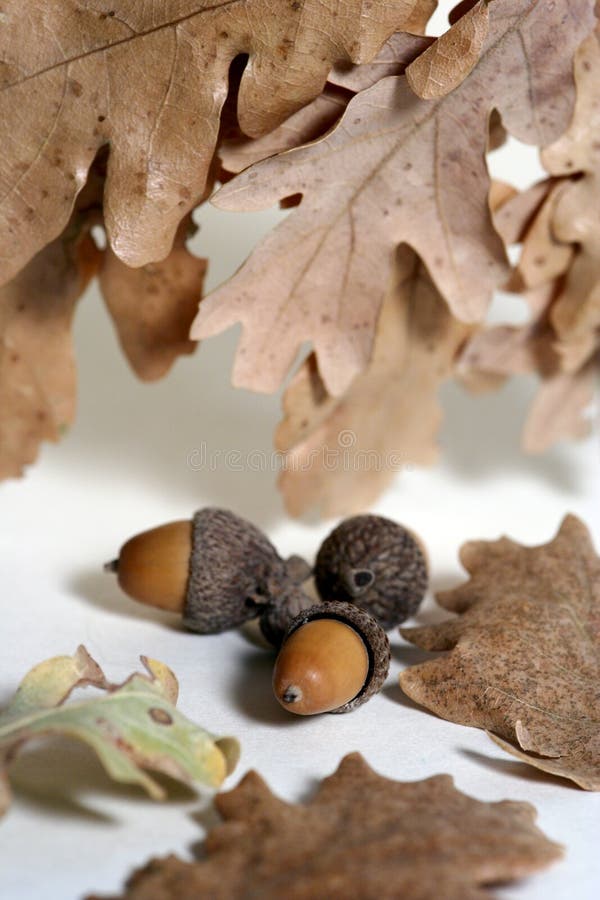 Acorn Isolated Picture. Image: 4340577