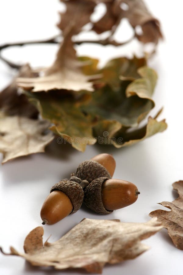 Acorn Isolated Picture. Image: 4340877