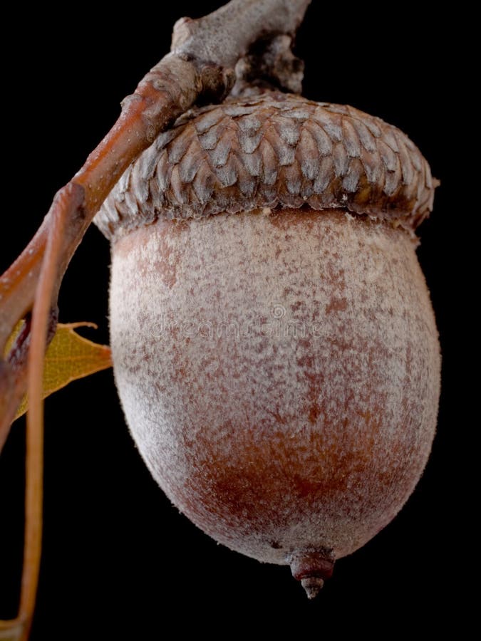 Acorn stock image. Image of black, garden, sprouted, isolated - 47427507