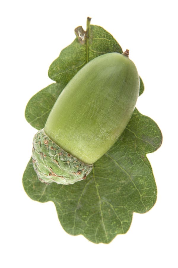 Acorn isolated on white stock image. Image of october - 115872753