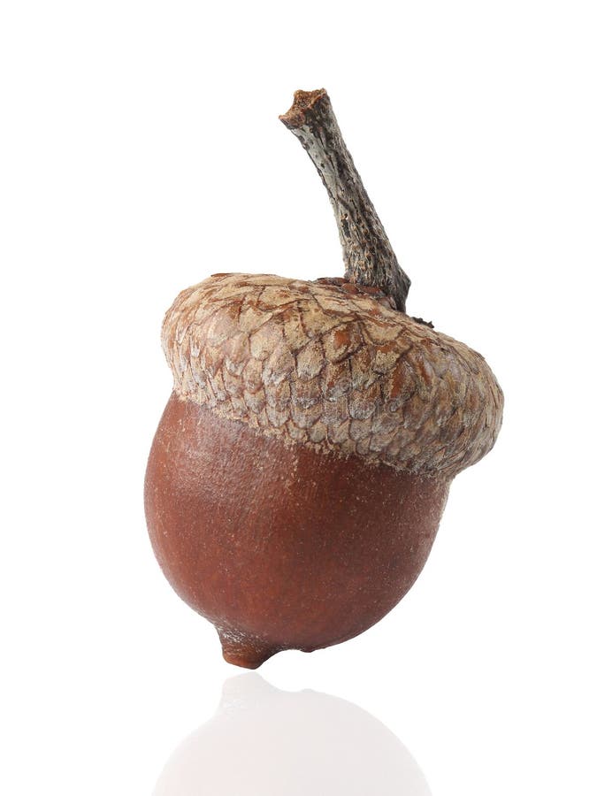 Acorn isolated on white stock image. Image of natural - 128746437