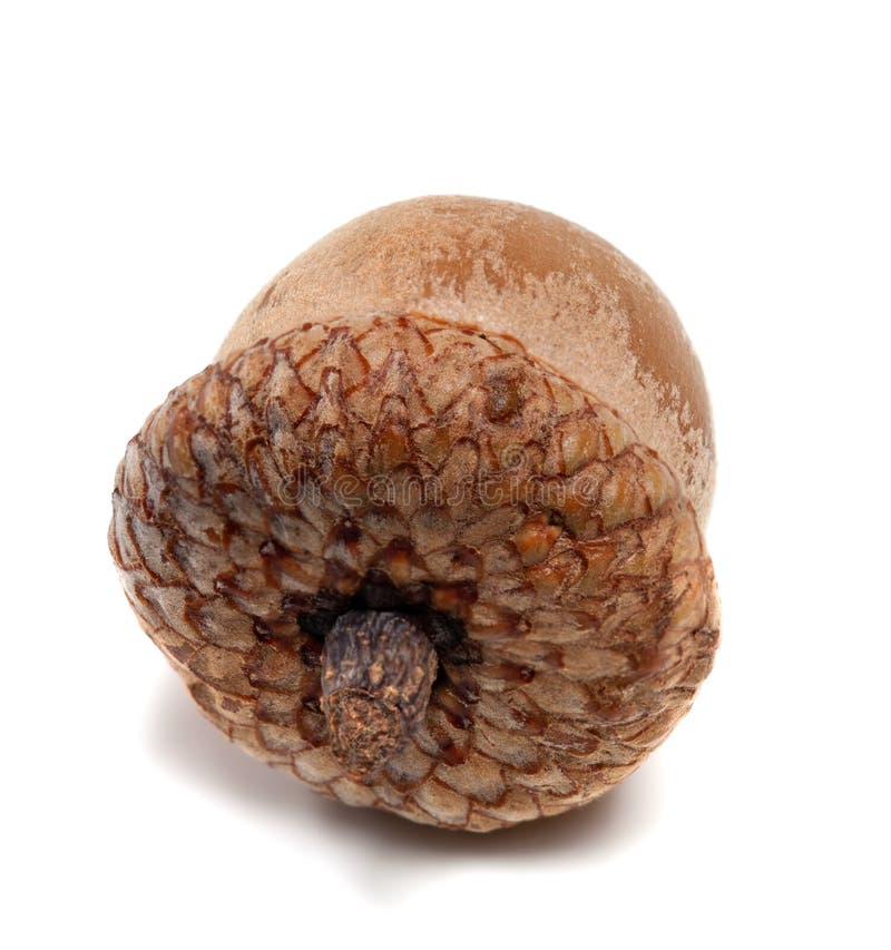Acorn Isolated on White Background Stock Image - Image of ripe, nature ...