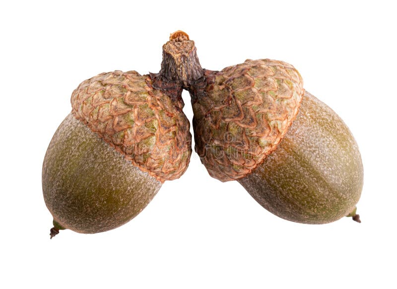 Acorn Isolated on White Background Stock Image - Image of dried, tree ...