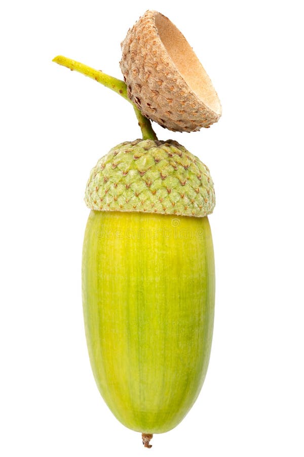 Acorn Isolated on White Background Stock Image - Image of concept ...