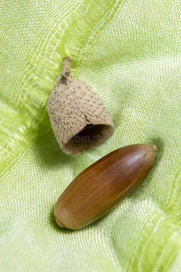 Acorn and its shell. stock photo. Image of fallen, fruit - 196985606