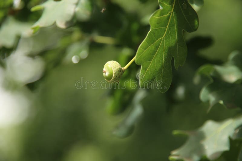 Acorn with Its Shell on a Tree in Green Color Stock Image - Image of ...