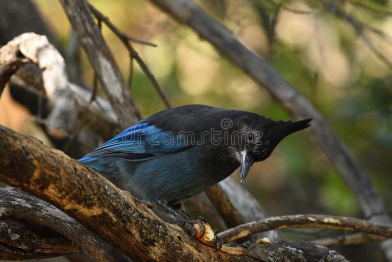 The acorn of a jay stock image. Image of fauna, branch - 200451171