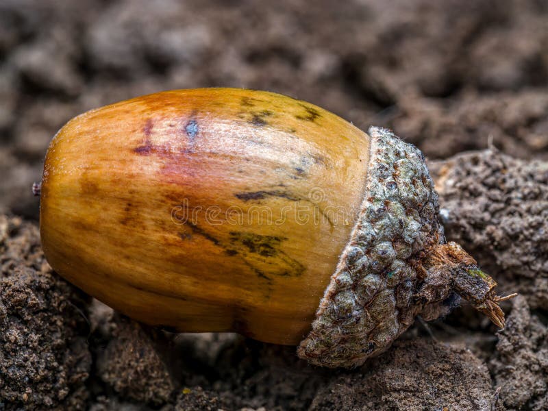 An acorn laying on a soil stock image. Image of ground - 336647385