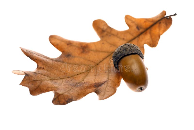 Acorn and Oak Leaf Closeup with Textures Stock Photo - Image of harvest ...