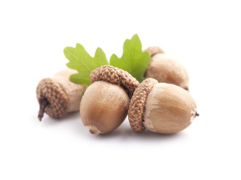 Acorn with leaves stock photo. Image of botany, object - 246952604