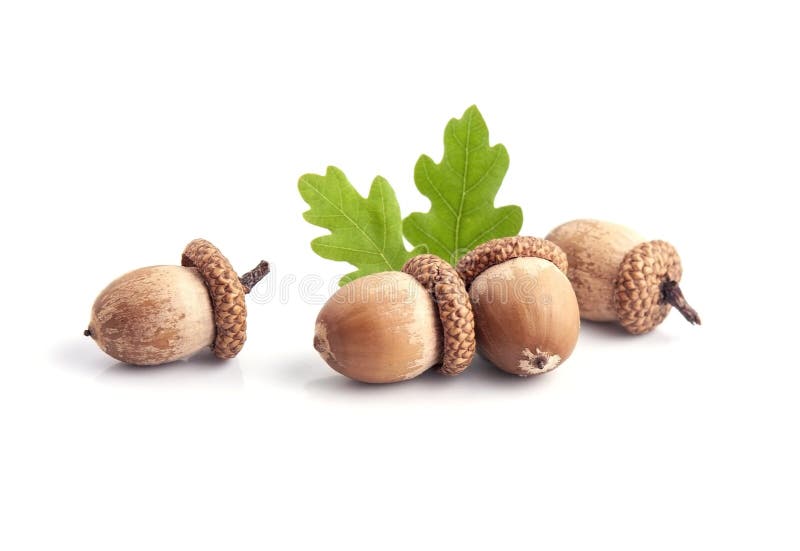 Acorn with leaves stock image. Image of ingredient, acorn - 249804989