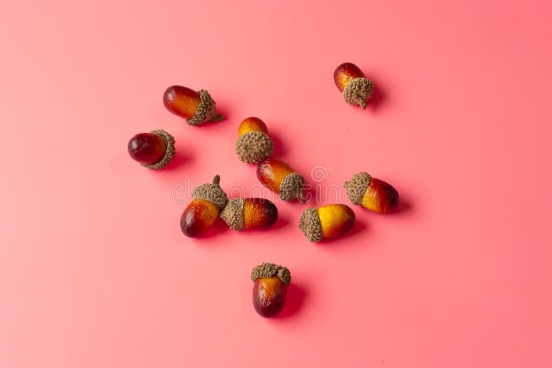 Acorn on a Light Pink Background Stock Image - Image of object ...