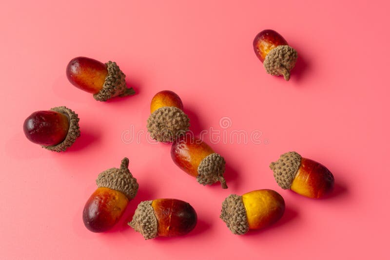 Acorn on a Light Pink Background Stock Image - Image of natural ...
